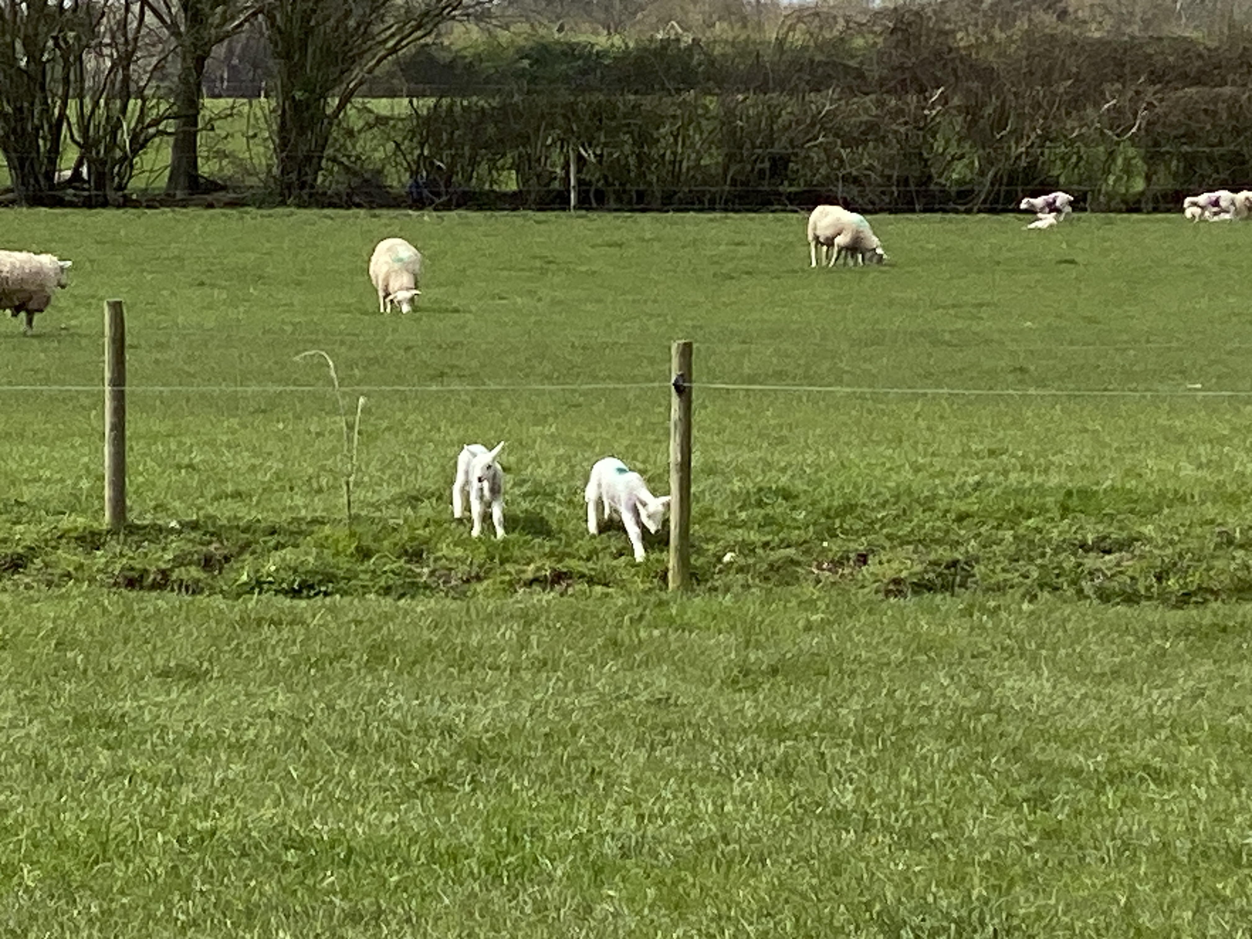 🦶My Pilgrimage to Walberton – Workplace Navigator