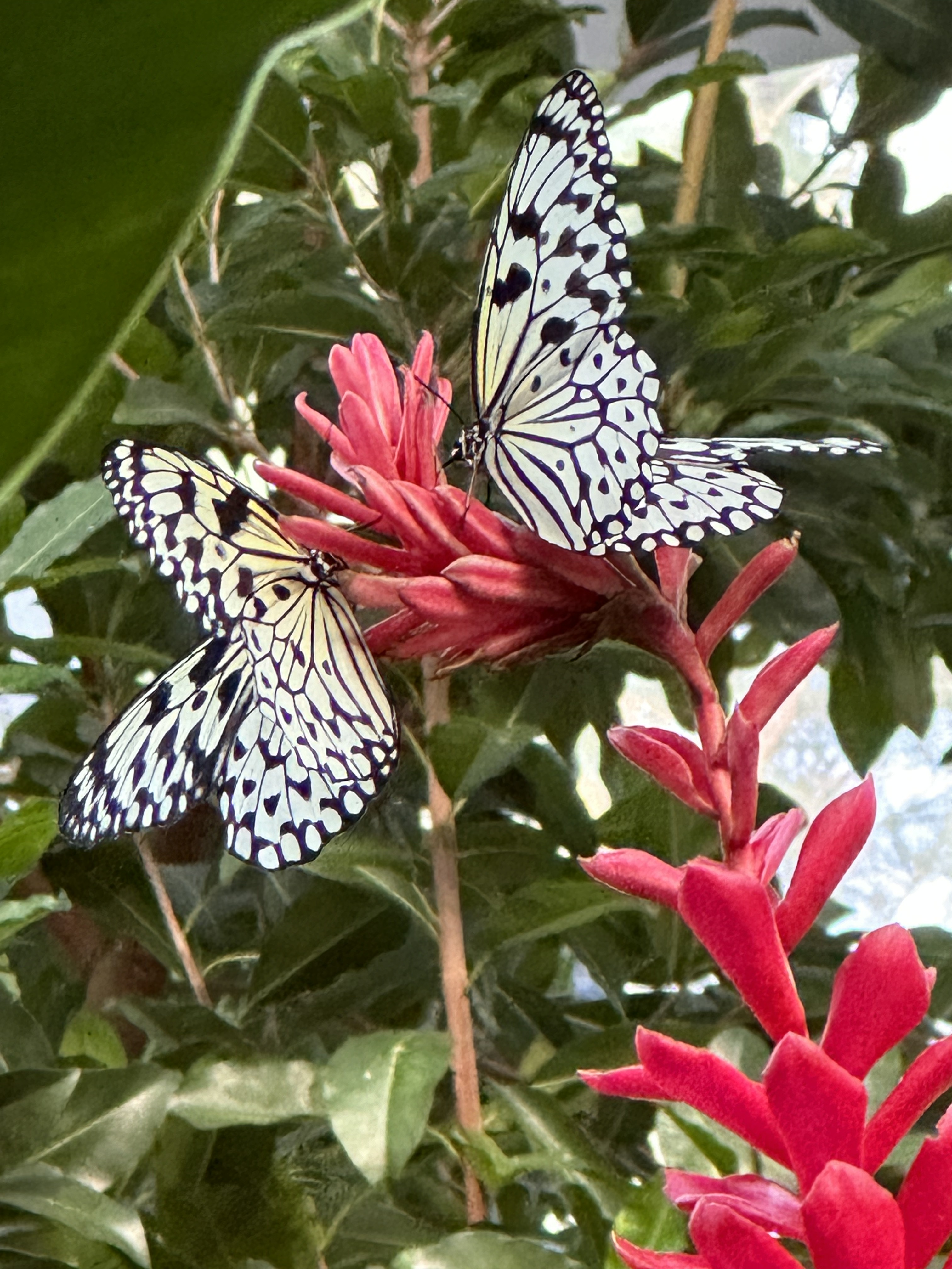 🦋5 Tips on Enjoying Butterflies🦋 – Workplace Navigator